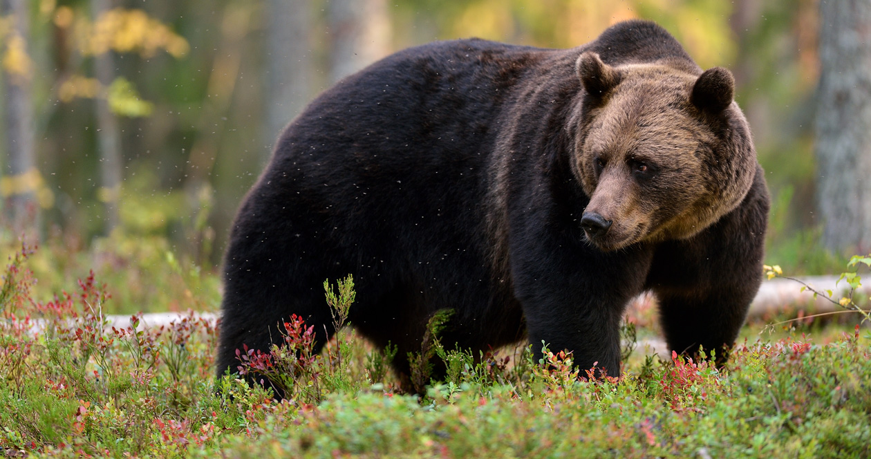 Judge rules grizzly removal can remain in Greater Yellowstone // GOHUNT ...