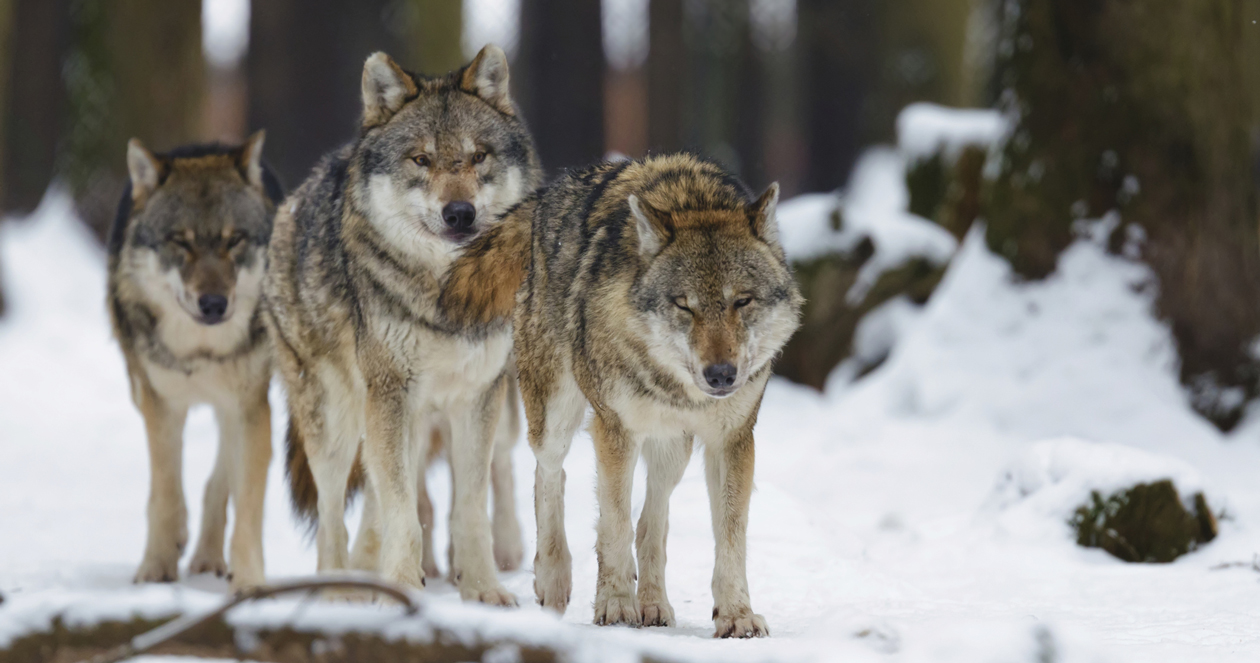 Wyoming proposes changes for 2018 wolf season // GOHUNT. The Hunting ...