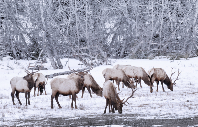 41 elk die when ice breaks in Oregon // GOHUNT. The Hunting Company