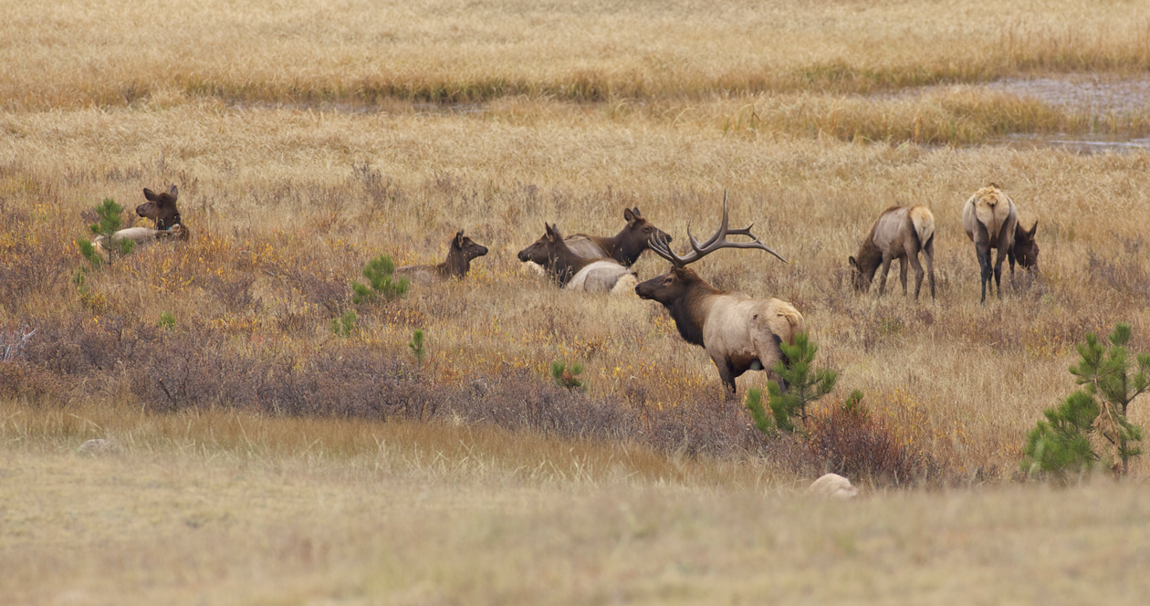 IDFG moves over a dozen elk from Magic Valley area // GOHUNT. The ...