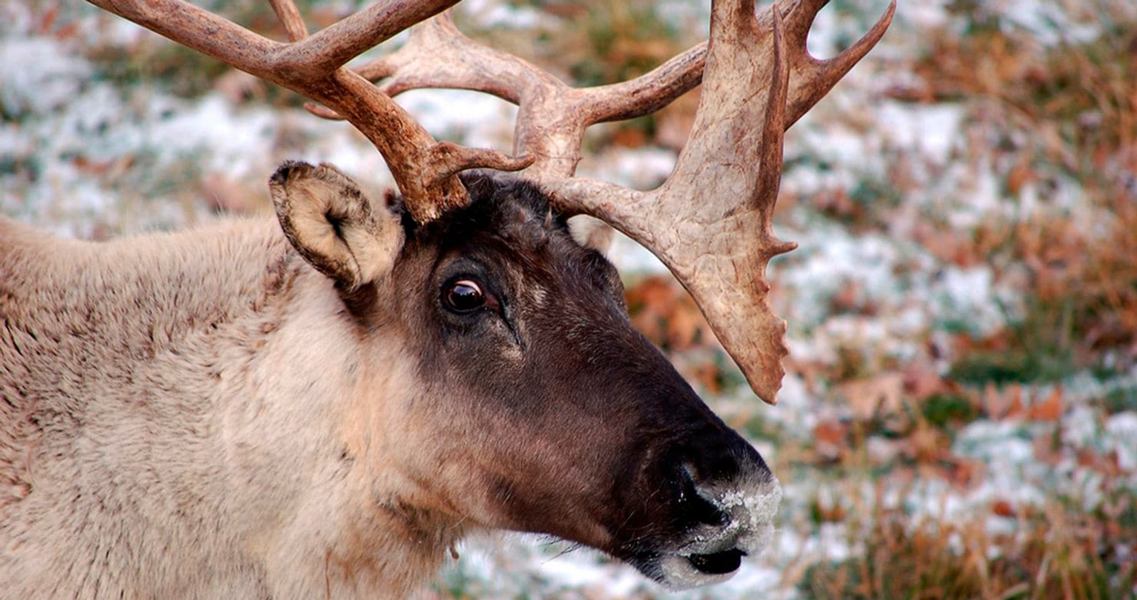 American caribou extinct in Lower 48 // GOHUNT. The Hunting Company