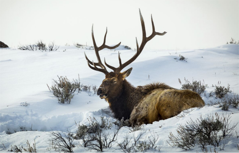 Utah proposes changes for 2016 elk season // GOHUNT. The Hunting Company