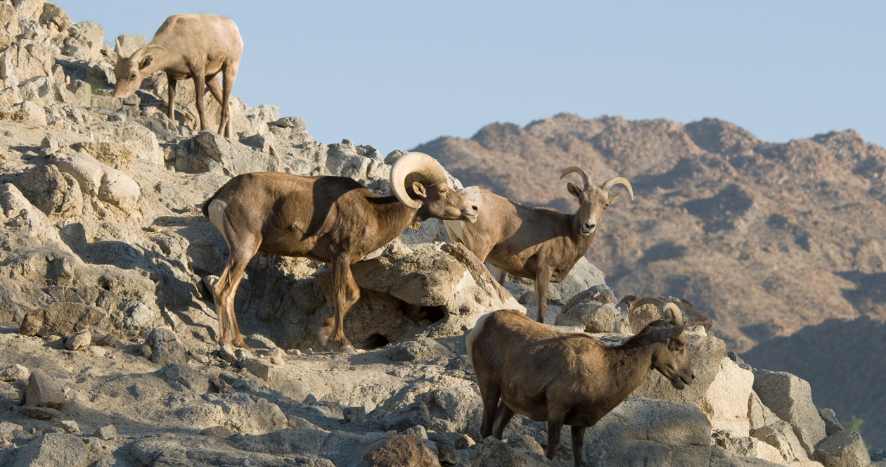 How to Apply for Nevada Mountain Goat and Sheep Hunts in 2023 // GOHUNT ...