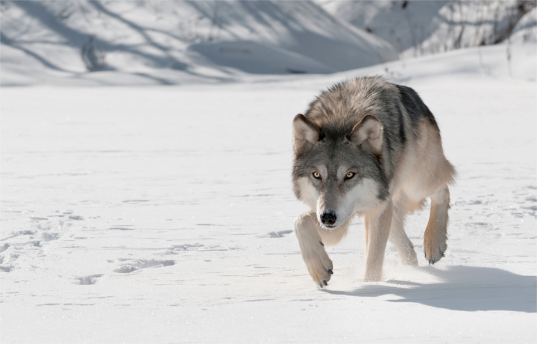 Michigan wolves stay protected // GOHUNT. The Hunting Company