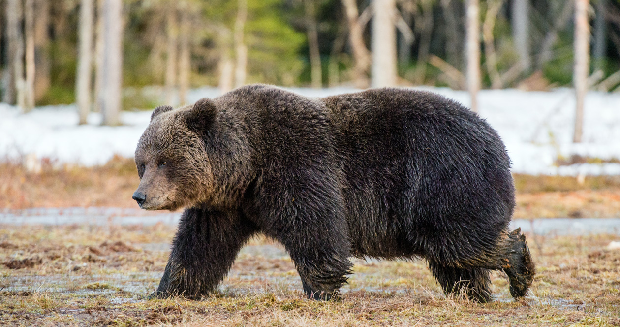 Officials consider grizzly bear management strategy in a COVID-19 world ...