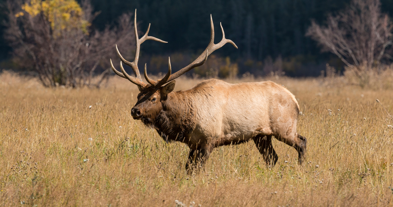 Wyoming appeals to elk hunters for help with disease monitoring ...