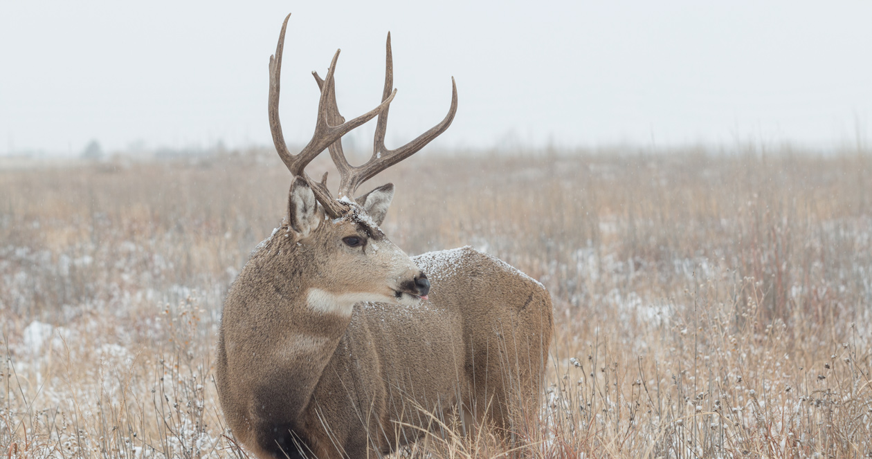 2015 Wyoming mule deer poaching case solved // GOHUNT. The Hunting Company