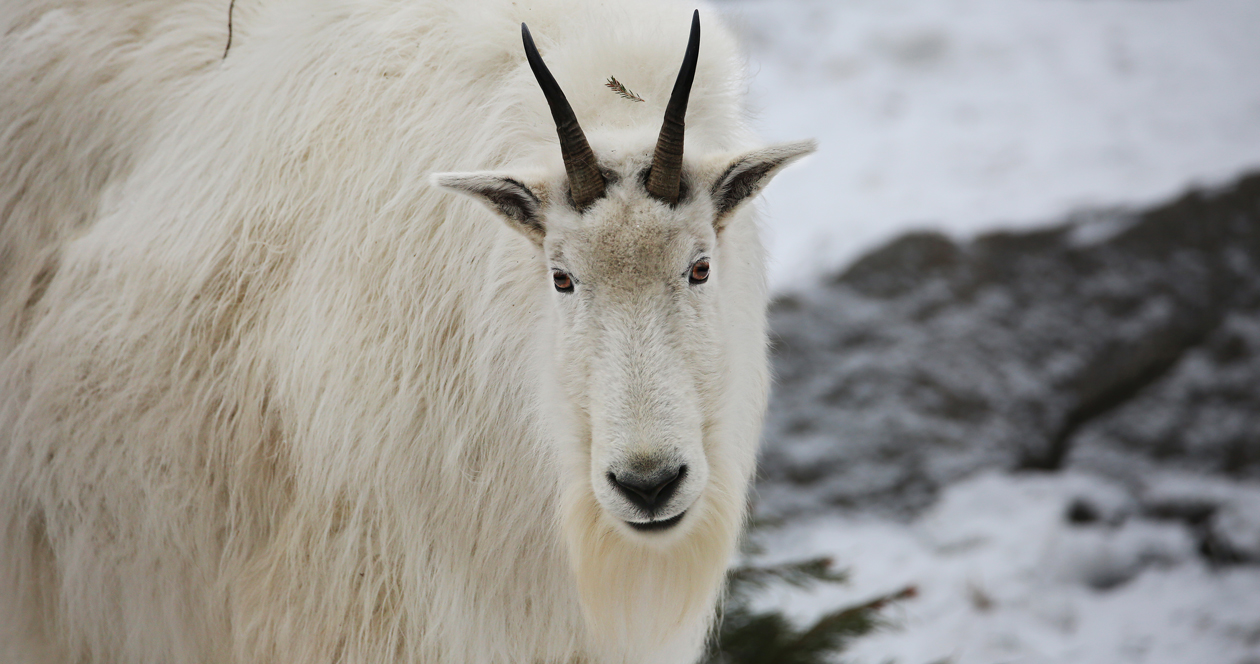 29 mountain goats remain in Teton Range // GOHUNT. The Hunting Company