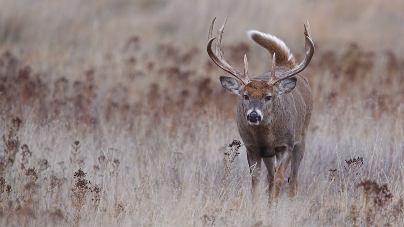 Application Strategy 2022: Kansas Deer // GOHUNT. The Hunting Company