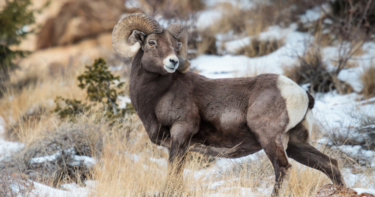 How to Apply for Oregon Bighorn Sheep and Mountain Goat Hunts and More ...