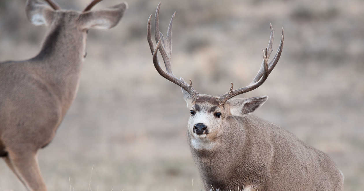 Application strategy 2022: California deer, elk, antelope and sheep // GOHUNT. The Hunting Company