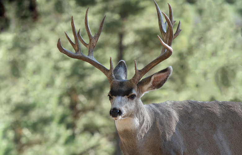 APPLICATION STRATEGY 2015: Arizona deer, sheep and bison // GOHUNT. The ...