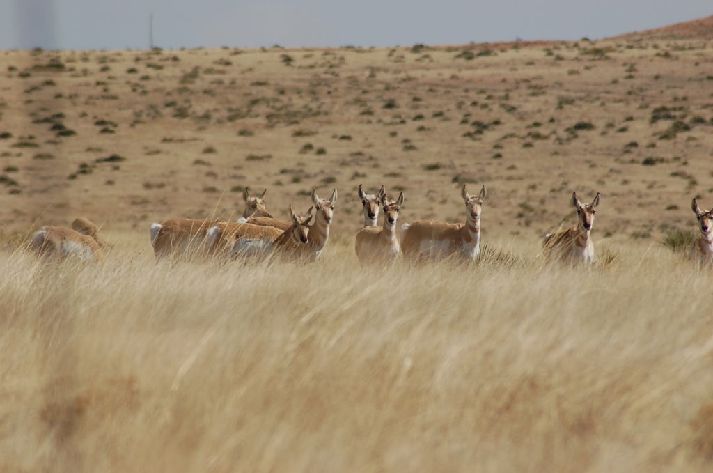 New Mexico Unit 59 Unit Profile // GOHUNT. The Hunting Company