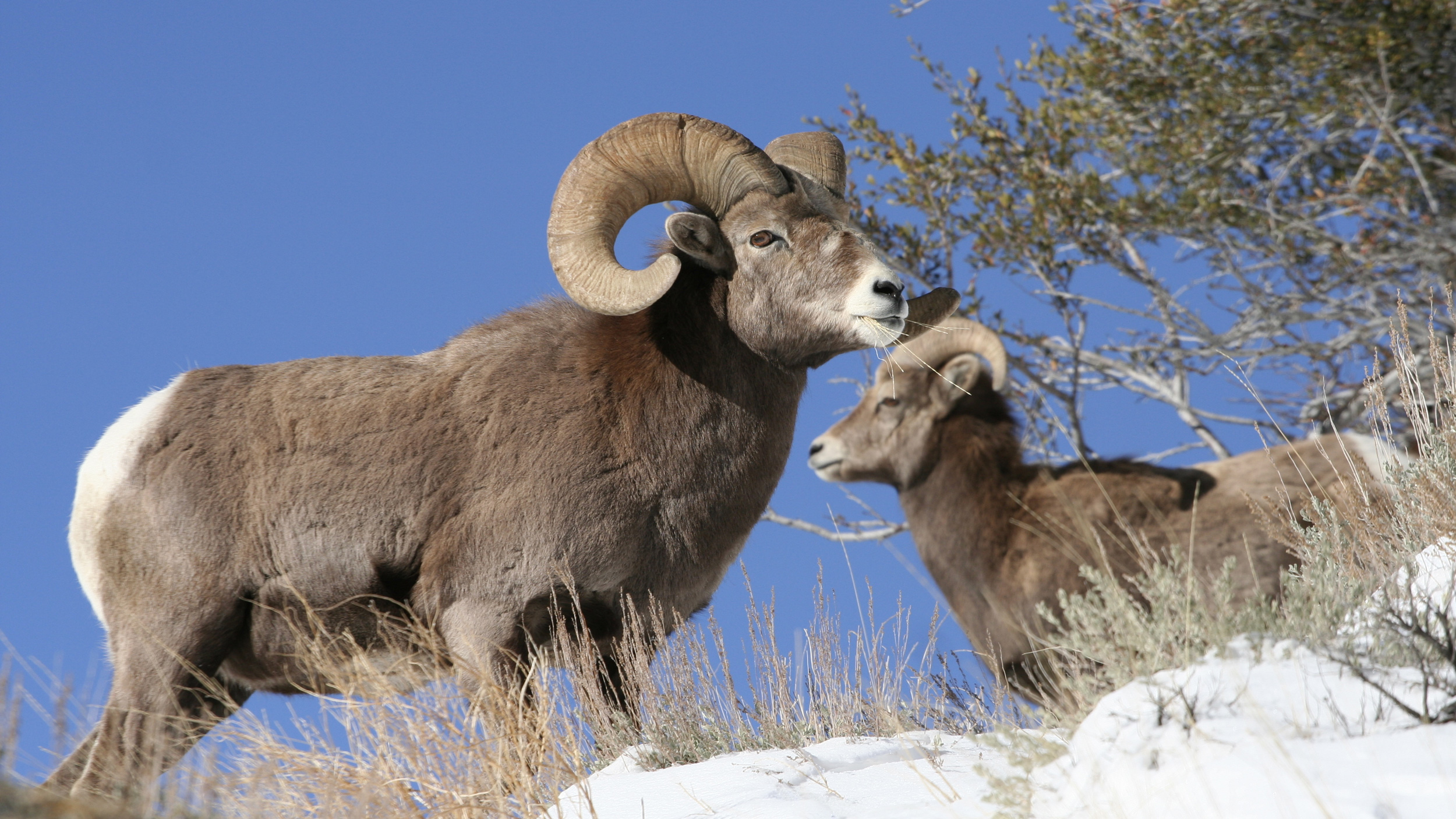 Application Strategy 2024: Washington bighorn sheep, moose, and mountain goat // GOHUNT. The ...
