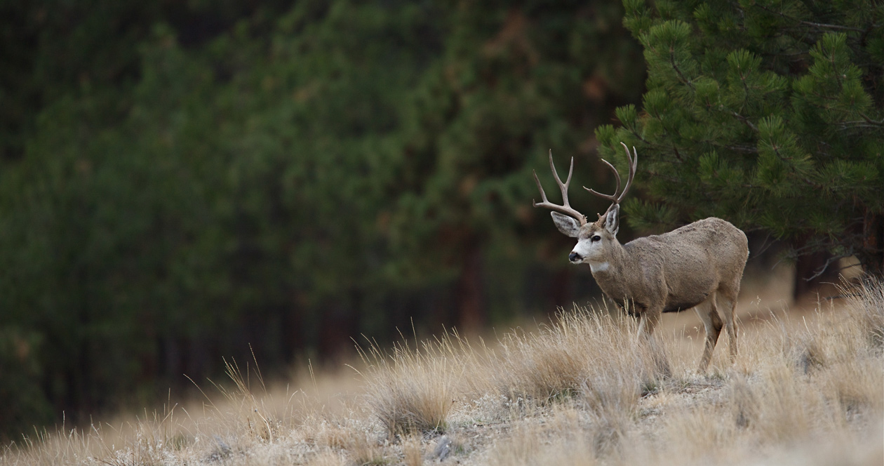 Utah receives federal funding for migration corridor projects // GOHUNT ...