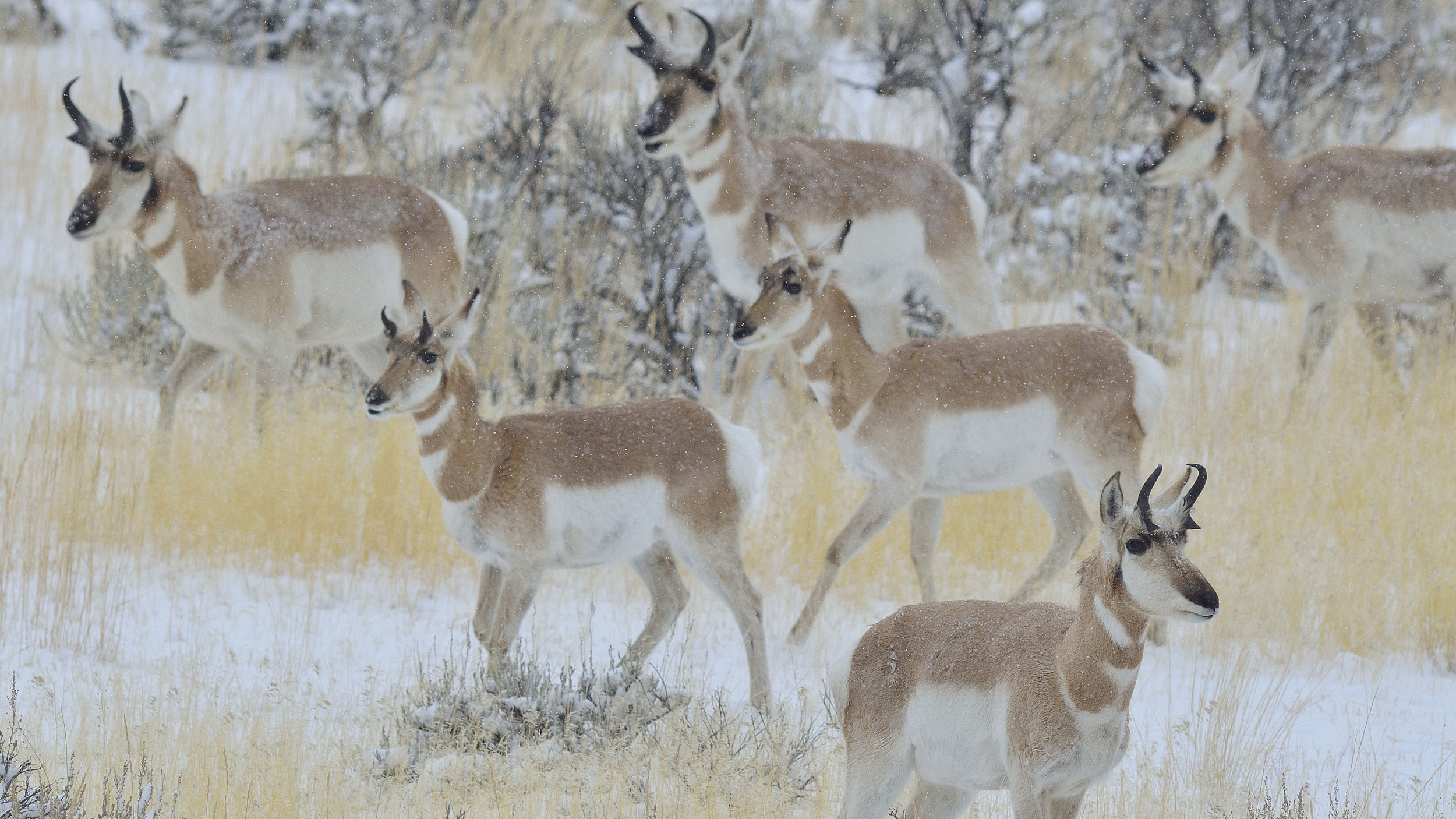 Wyoming’s Sublette antelope herd gets migration protection // GOHUNT ...