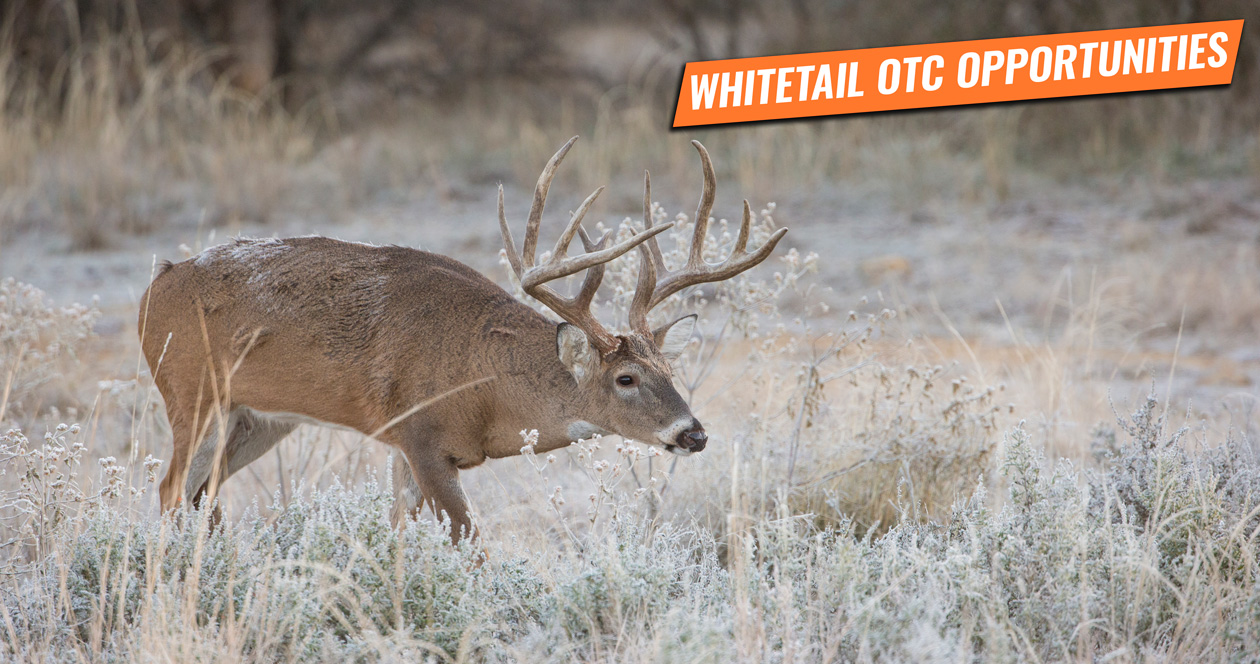 Whitetail Deer
