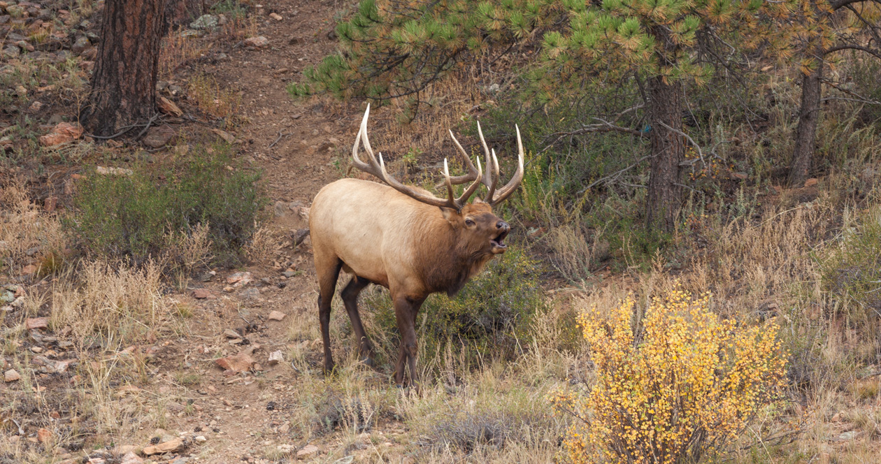 South Dakota may implement a cubed preference point system // GOHUNT ...