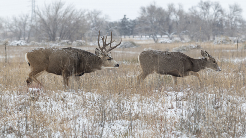 New mule deer record in Texas? // GOHUNT. The Hunting Company