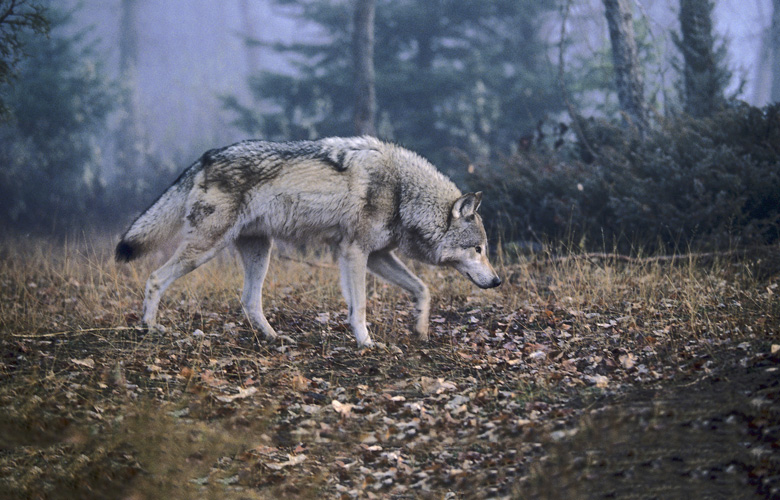 USFW rejects petition to list wolves as threatened // GOHUNT. The ...