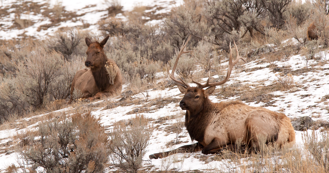 New CWD test potentially allows hunters to inspect harvested meat ...