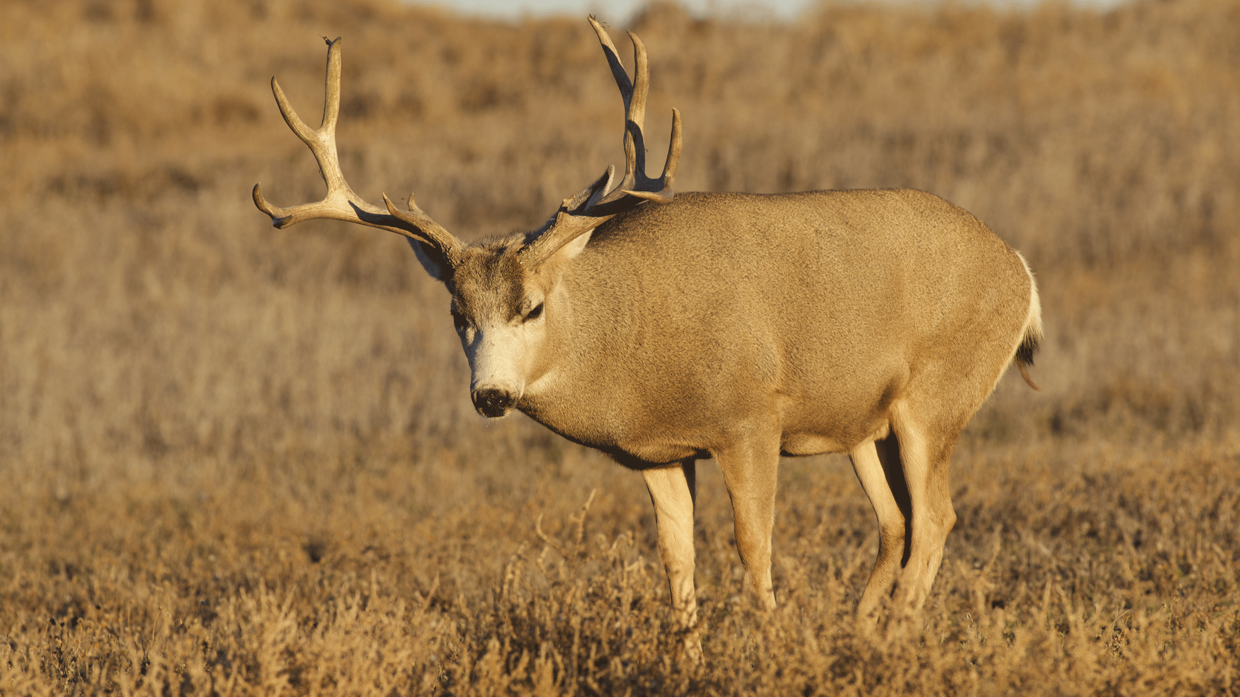 Utah proposes increase in general season deer permits, limited entry ...