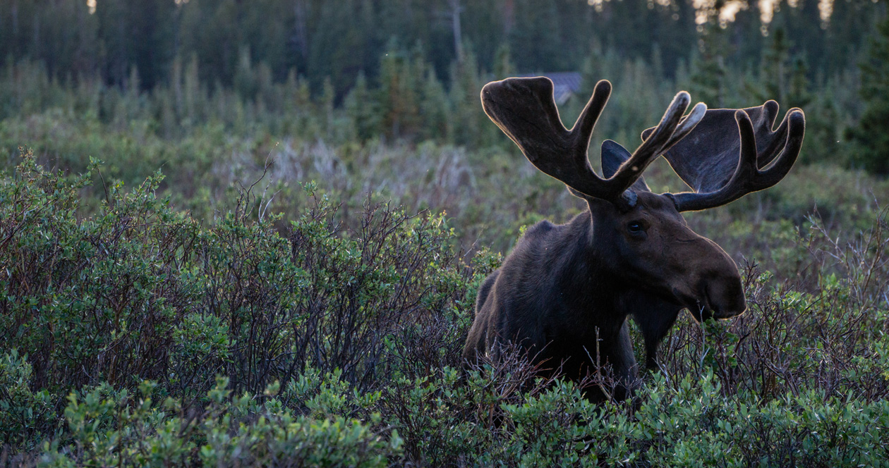 More moose permits for Maine // GOHUNT. The Hunting Company