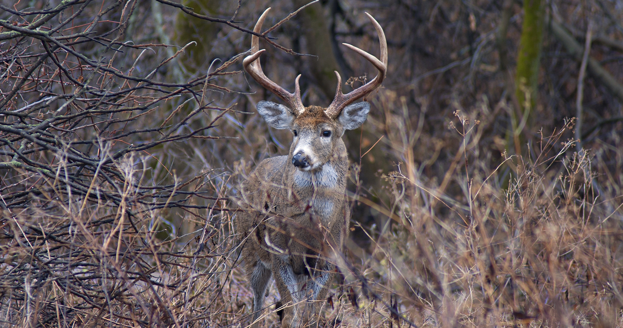Season strategies for private and public land whitetails // GOHUNT. The ...