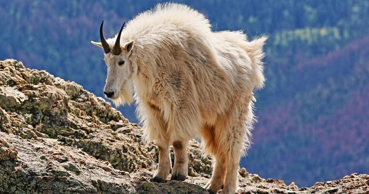 Grand Teton mountain goat cull back on // GOHUNT. The Hunting Company