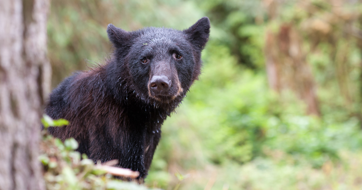 New Yorkers harvest over 1,700 black bears in 2020 // GOHUNT. The ...