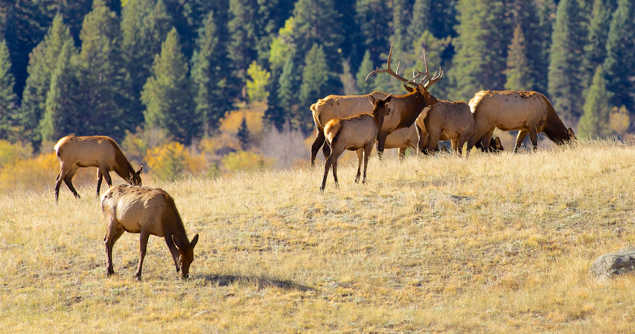 Wyoming launches stakeholder groups to discuss elk management // GOHUNT ...