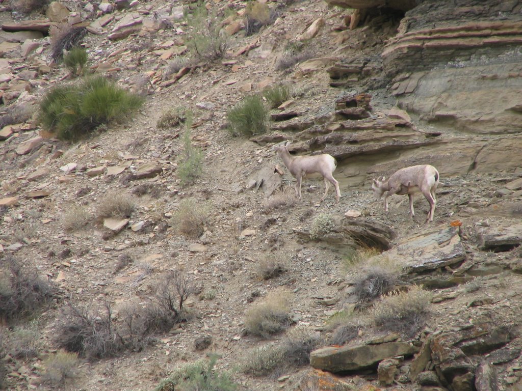 Utah Nine Mile Unit Profile // GOHUNT. The Hunting Company