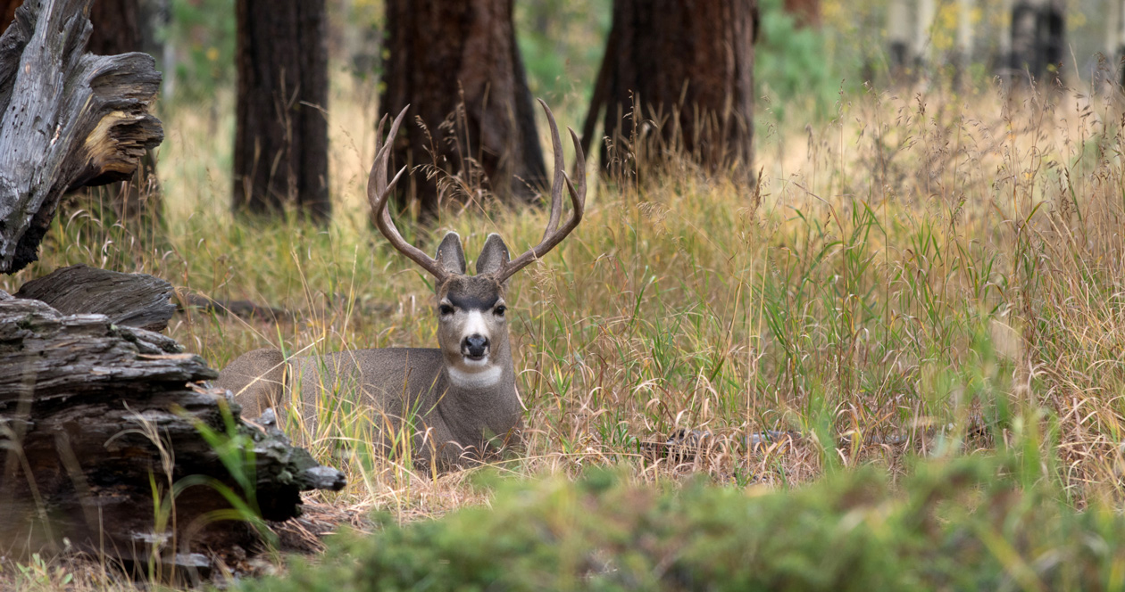 Two Oregon mule deer bucks poached // GOHUNT. The Hunting Company