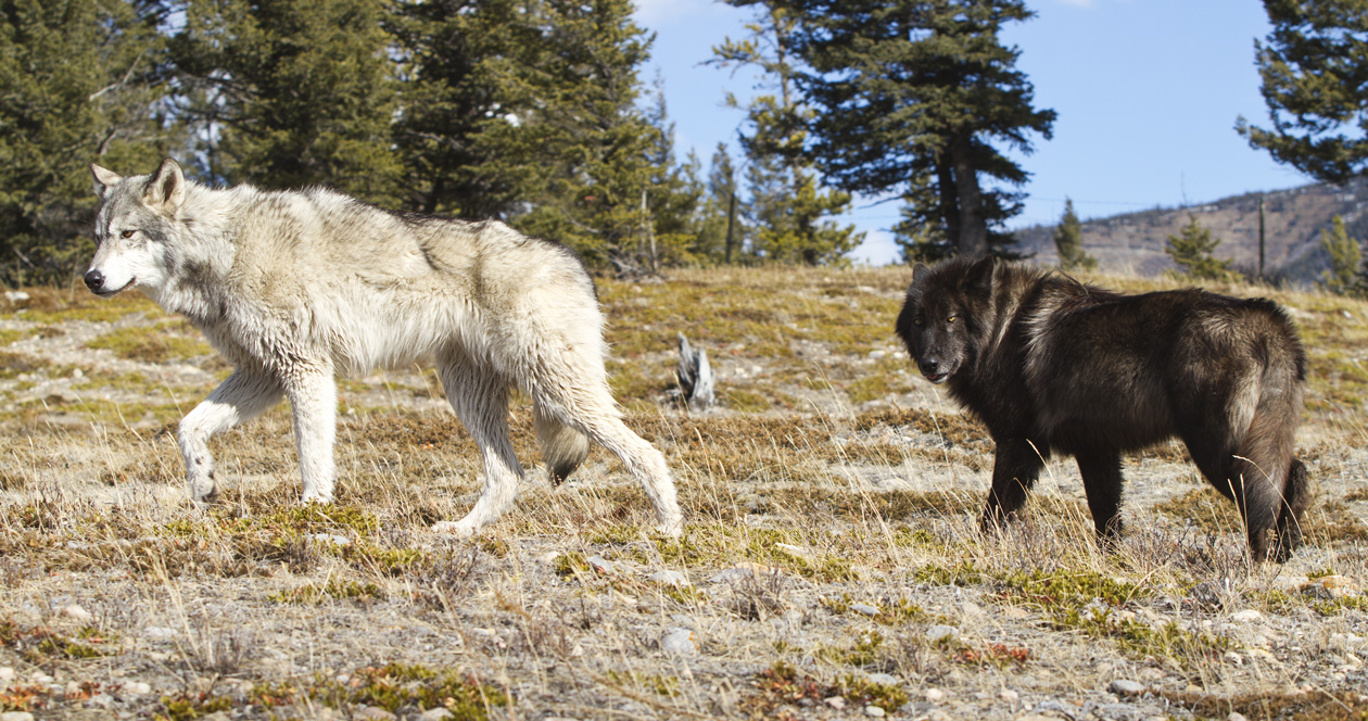 It’s open wolf season in South Dakota // GOHUNT. The Hunting Company
