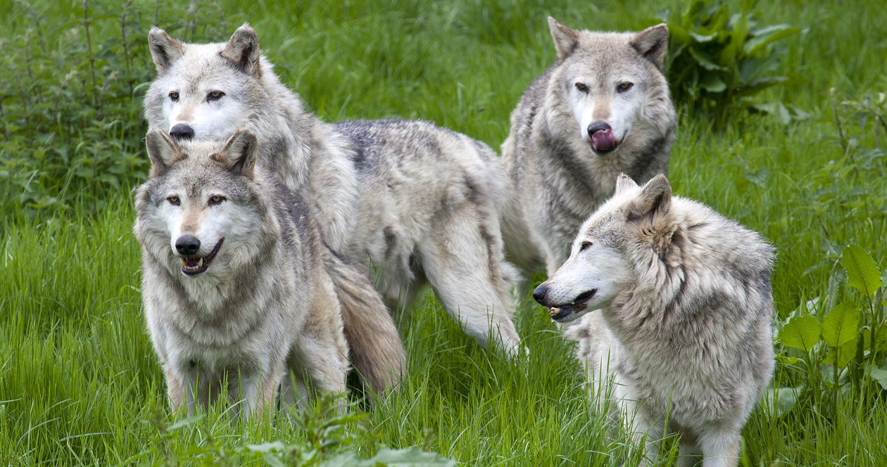 Oregon authorizes lethal removal of four Harl Butte wolves // GOHUNT ...