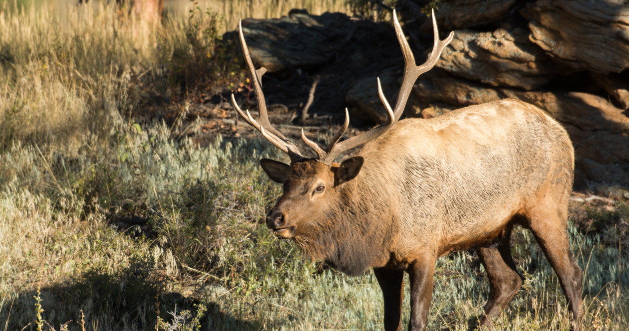 Two bull elk illegally killed in Michigan // GOHUNT. The Hunting Company