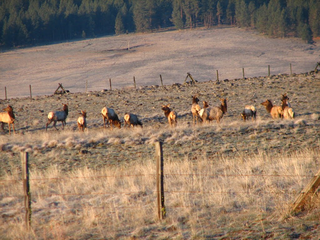 Oregon Unit 49 - Ukiah Unit Profile - 4 Hunters are talking about this ...
