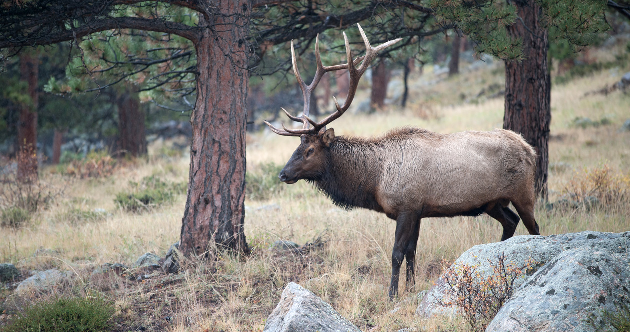 Two bull elk poached in Nevada’s Delano Range // GOHUNT. The Hunting Company