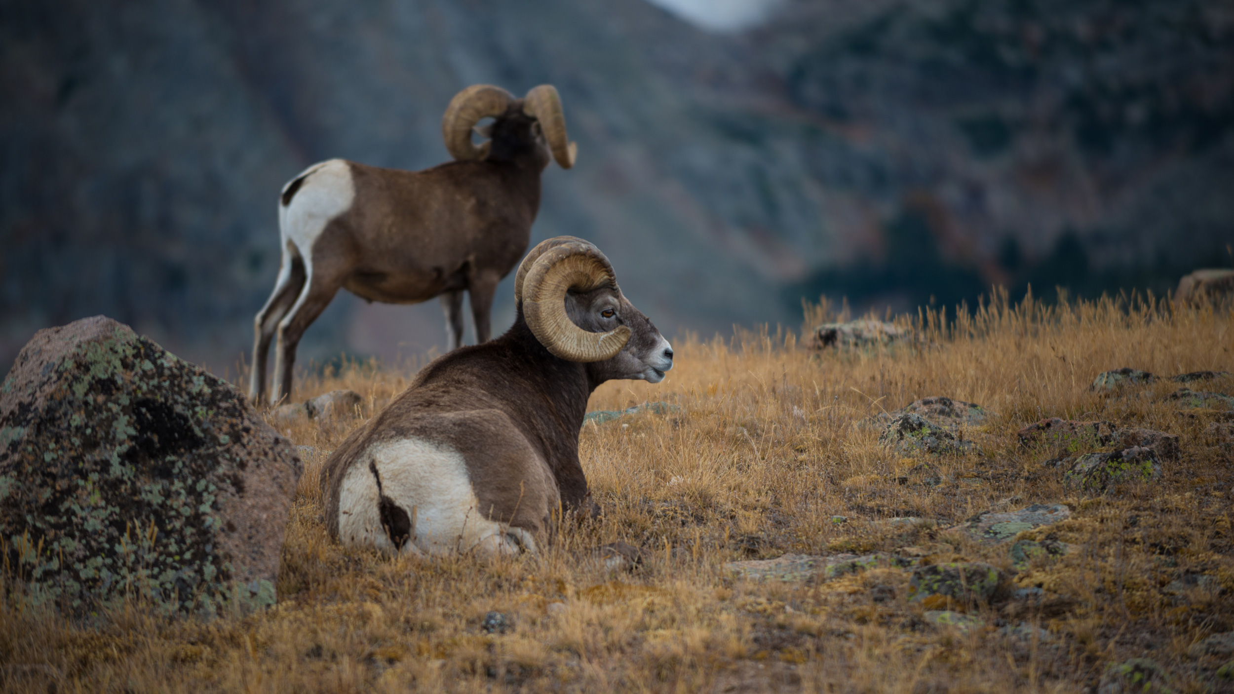 Application Strategy 2025: Colorado bighorn sheep, moose, and mountain ...