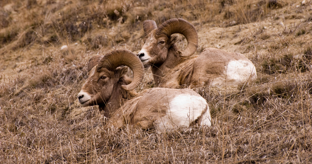 Bighorn sheep to return to Tendoy Mountains // GOHUNT. The Hunting Company