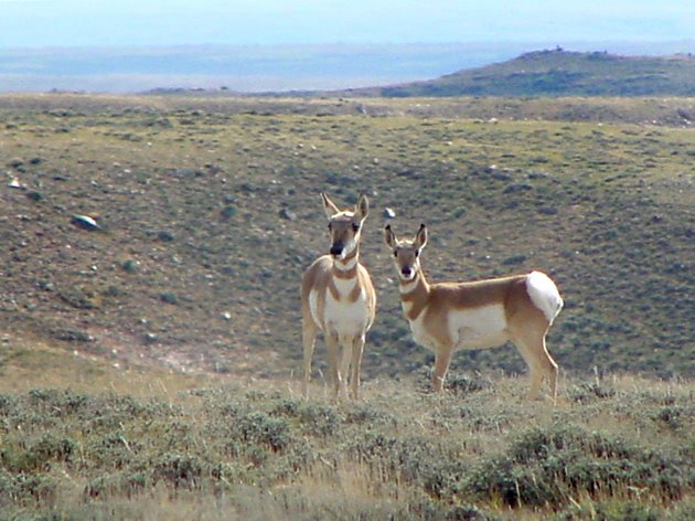 Wyoming Area 47 - Shirley Basin Unit Profile // GOHUNT. The Hunting Company