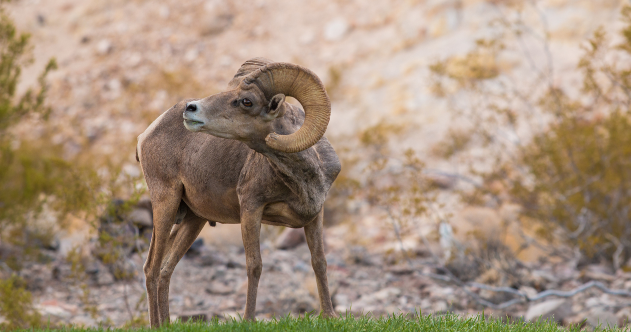 New study determines disease impact on desert bighorn sheep // GOHUNT ...
