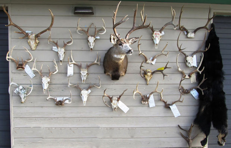 One of the largest Montana poaching cases // GOHUNT. The Hunting Company