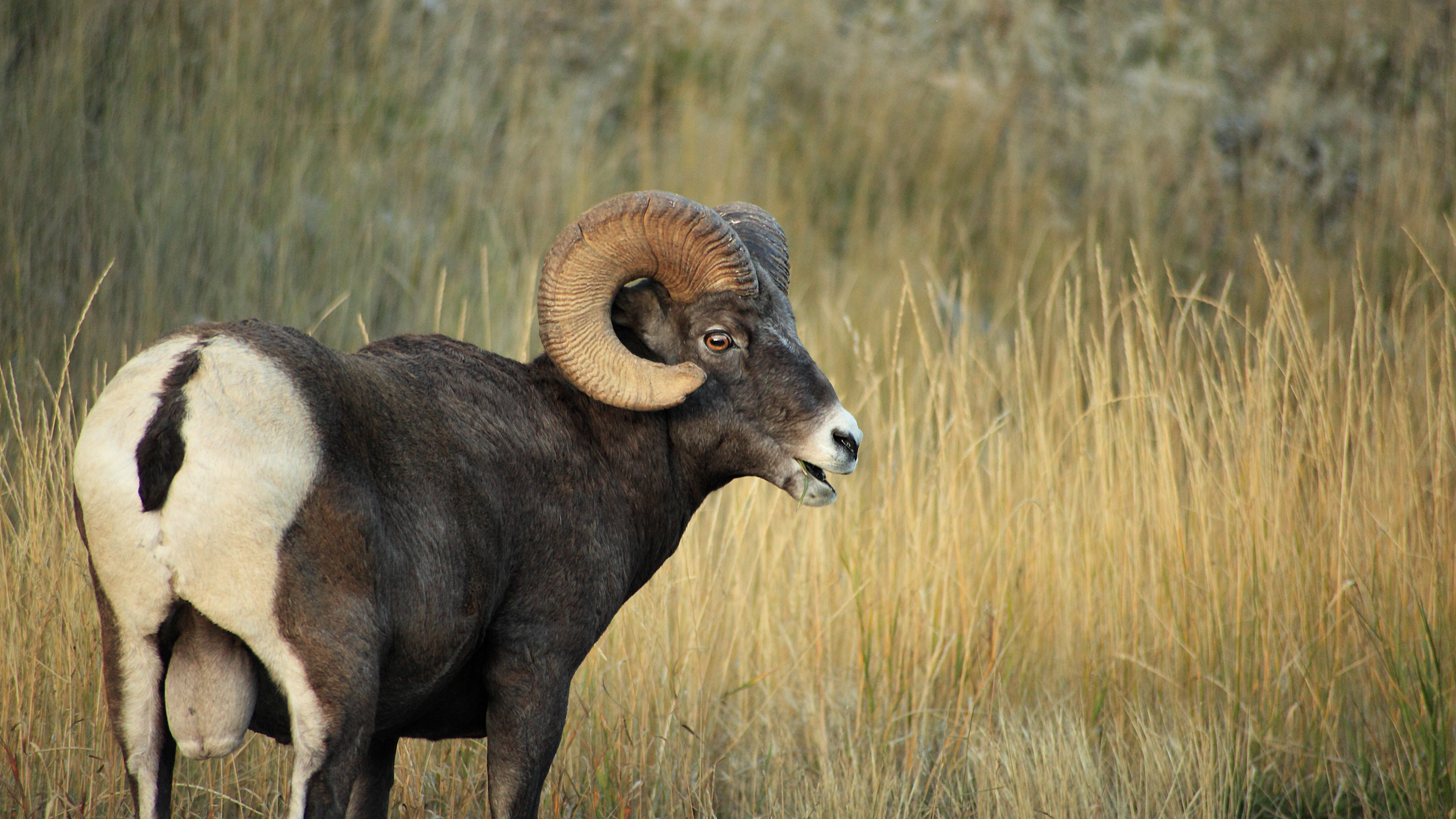 Application Strategy 2026: Oregon bighorn sheep and mountain goat ...