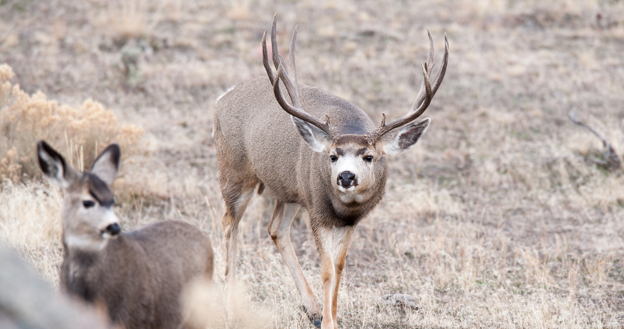 NDOW charges two Idaho men with poaching mule deer // GOHUNT. The ...