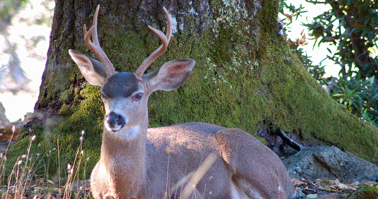 British Columbia town uses immuno-contraception to control blacktail ...