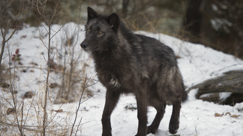 Montana confirms “mysterious canine” is actually a wolf // GOHUNT. The ...