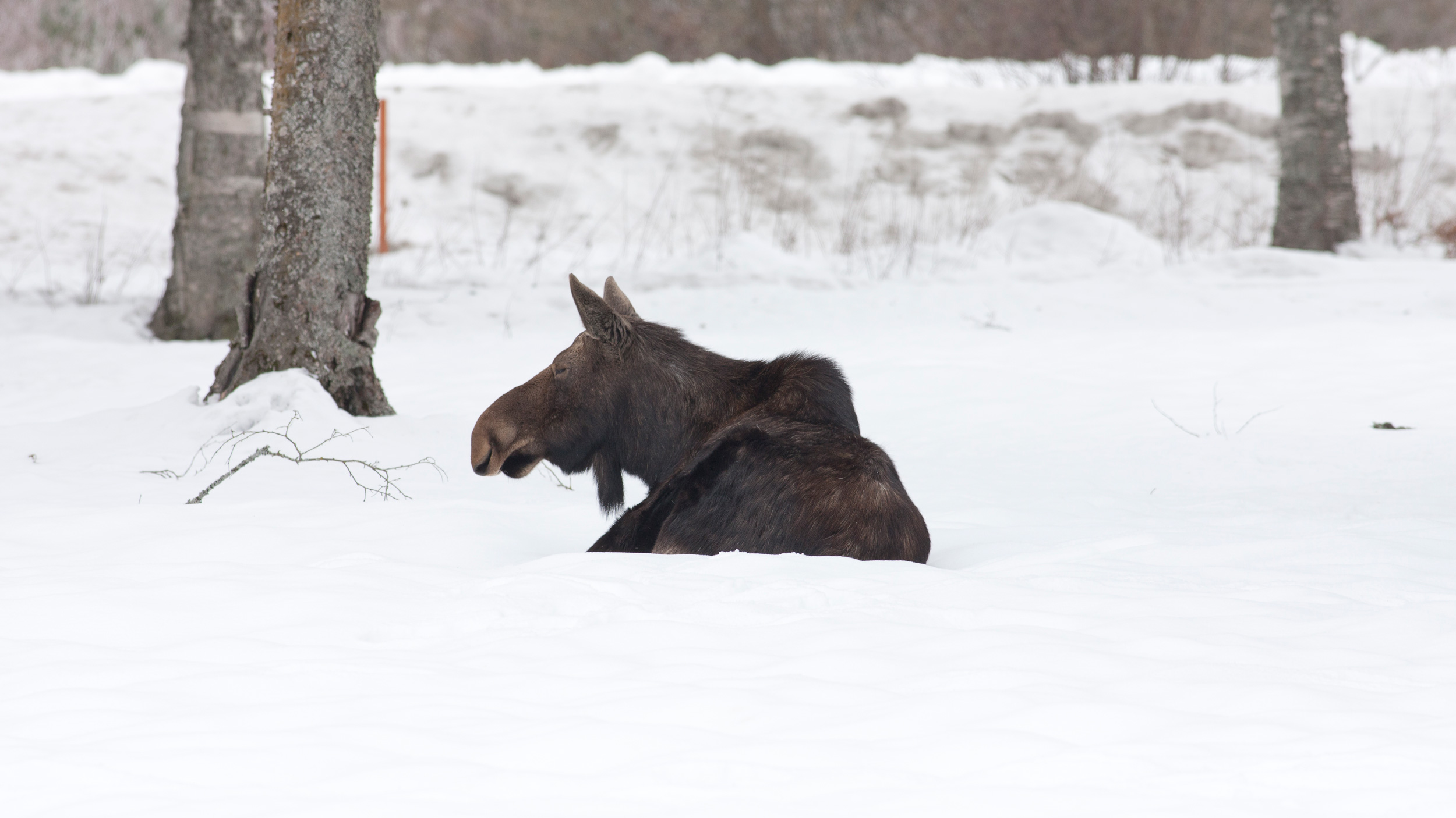 Wyoming is in the spotlight again, as video surfaces of a person riding ...