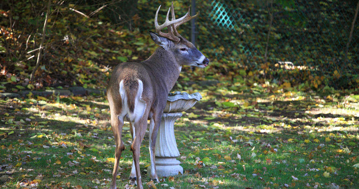 South Dakota town plans urban deer cull // GOHUNT. The Hunting Company