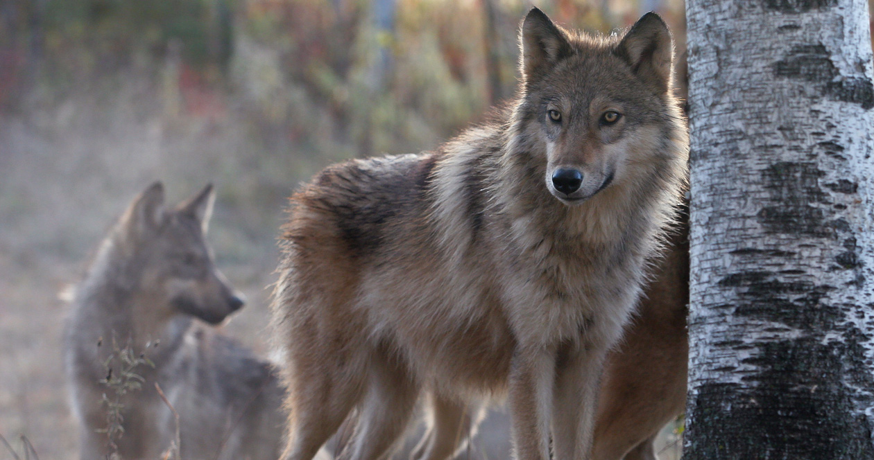 Gray wolf protections to end in 2020 // GOHUNT. The Hunting Company